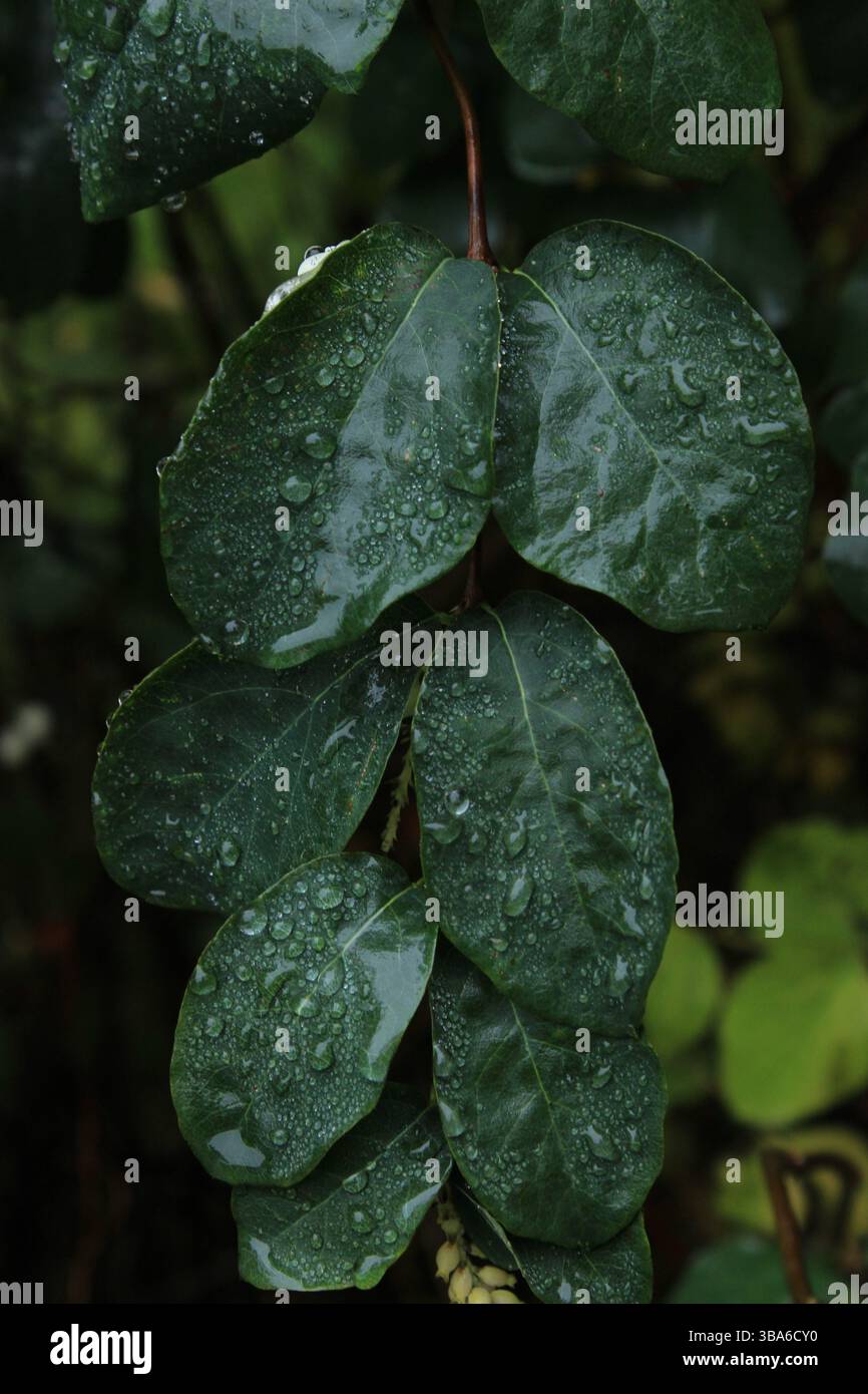 Rain kissed plant surface hi-res stock photography and images - Alamy