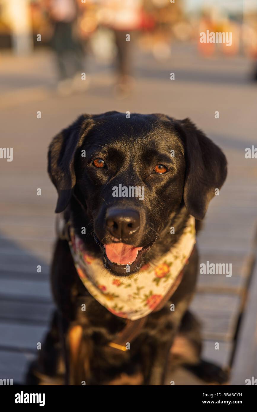 Black Labrador Retriever wearing bandana at sunset on a boardwalk Stock ...