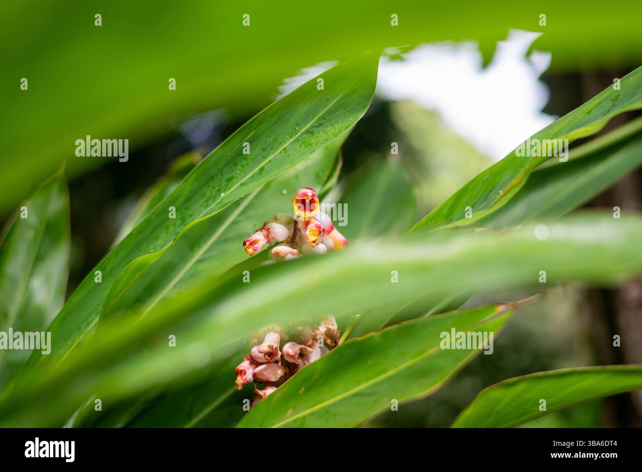 Ginger flowers hi-res stock photography and images - Alamy