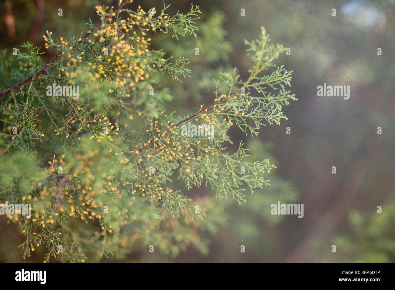 incense cedar with yellow buds and pollen cloud Stock Photo - Alamy