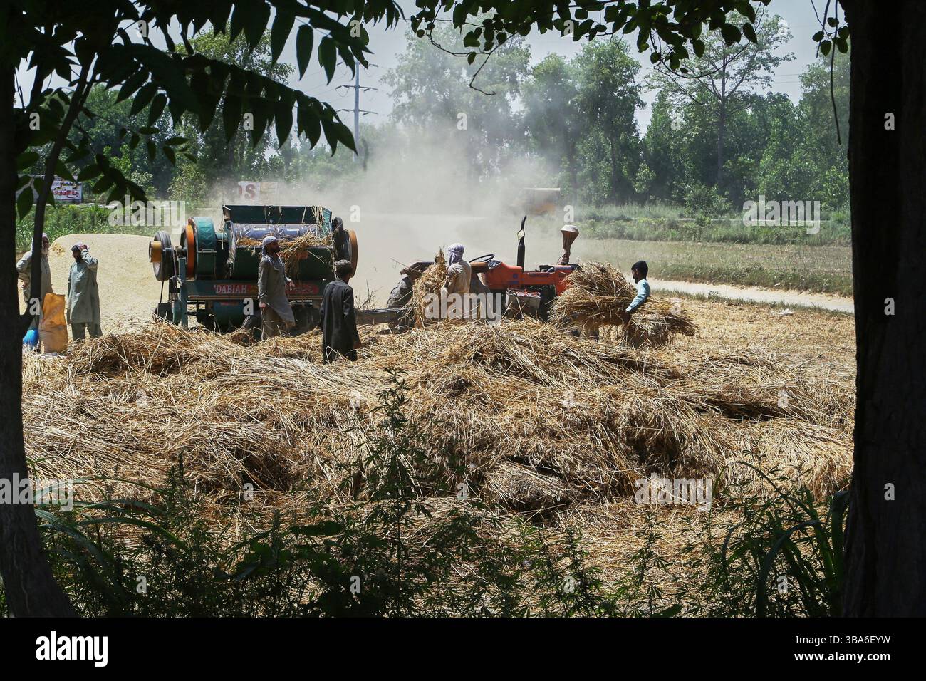 Farmers thresh their wheat crop on the outskirts of Peshawar, Pakistan ...