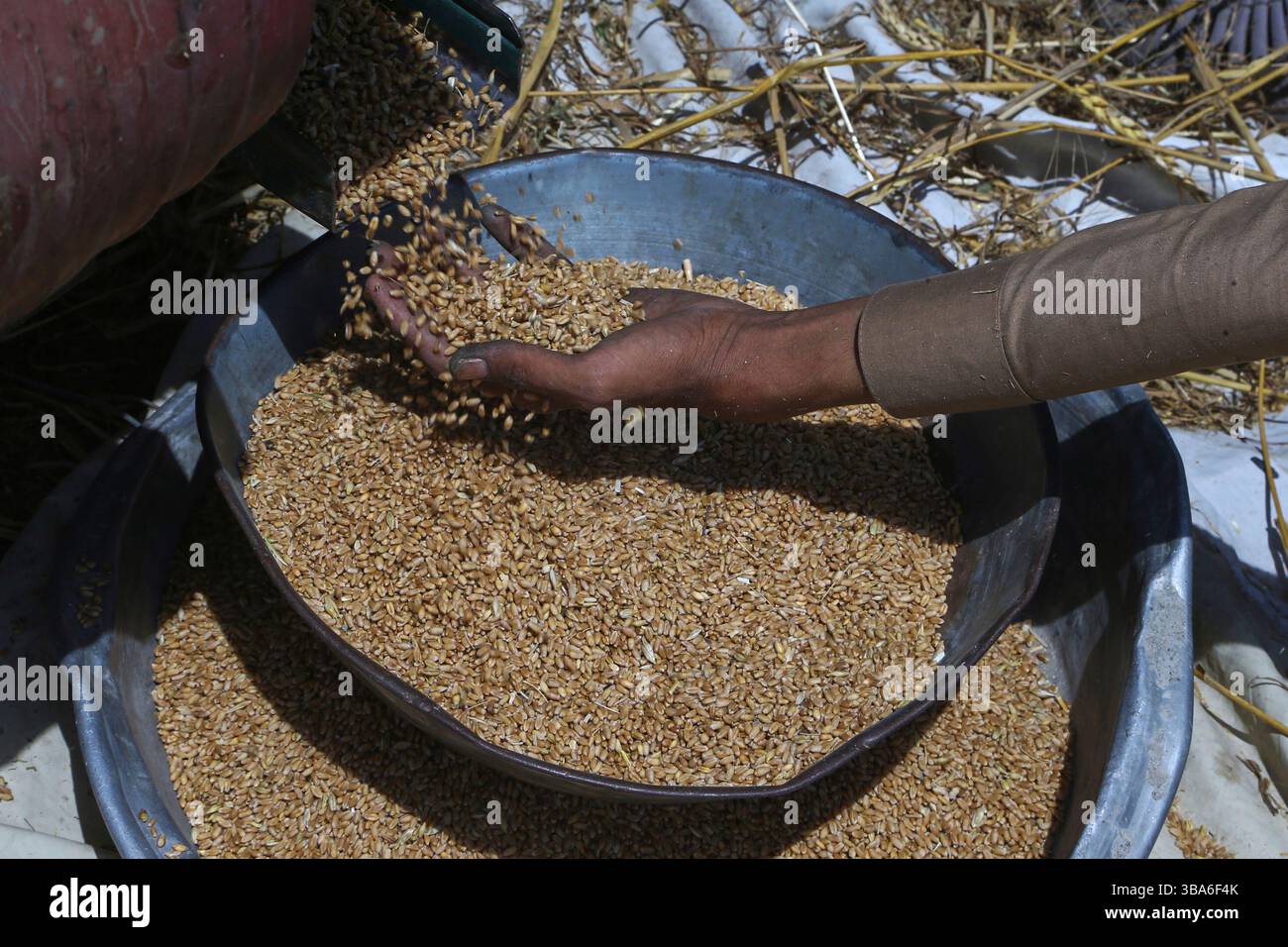 A farmer collects wheat during the threshing of the crop on the ...
