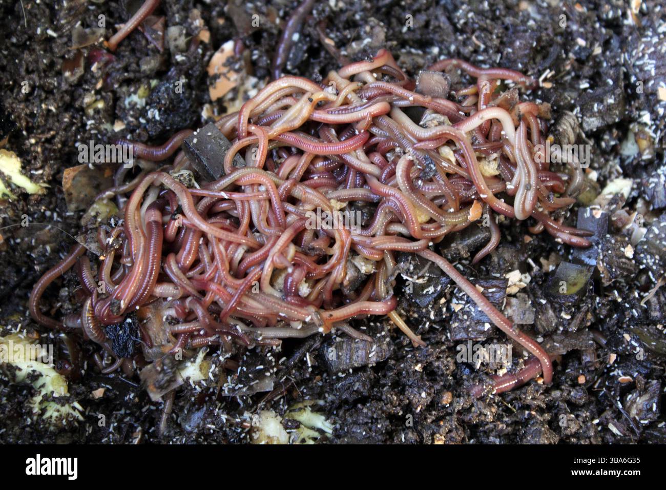Close up compost worms in hi-res stock photography and images - Alamy