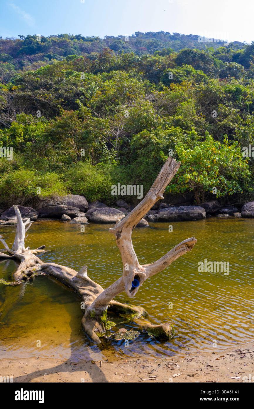 Goa india mangrove hi-res stock photography and images - Alamy