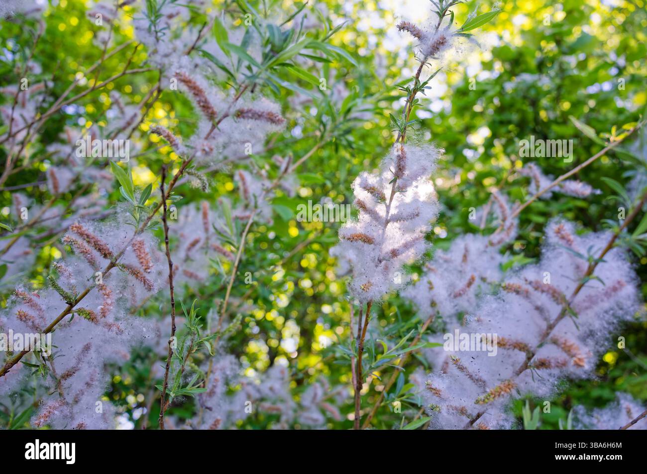 Frischer Schnee , Nein . Zum Abflug bereite Samen der Korb-Weide ...