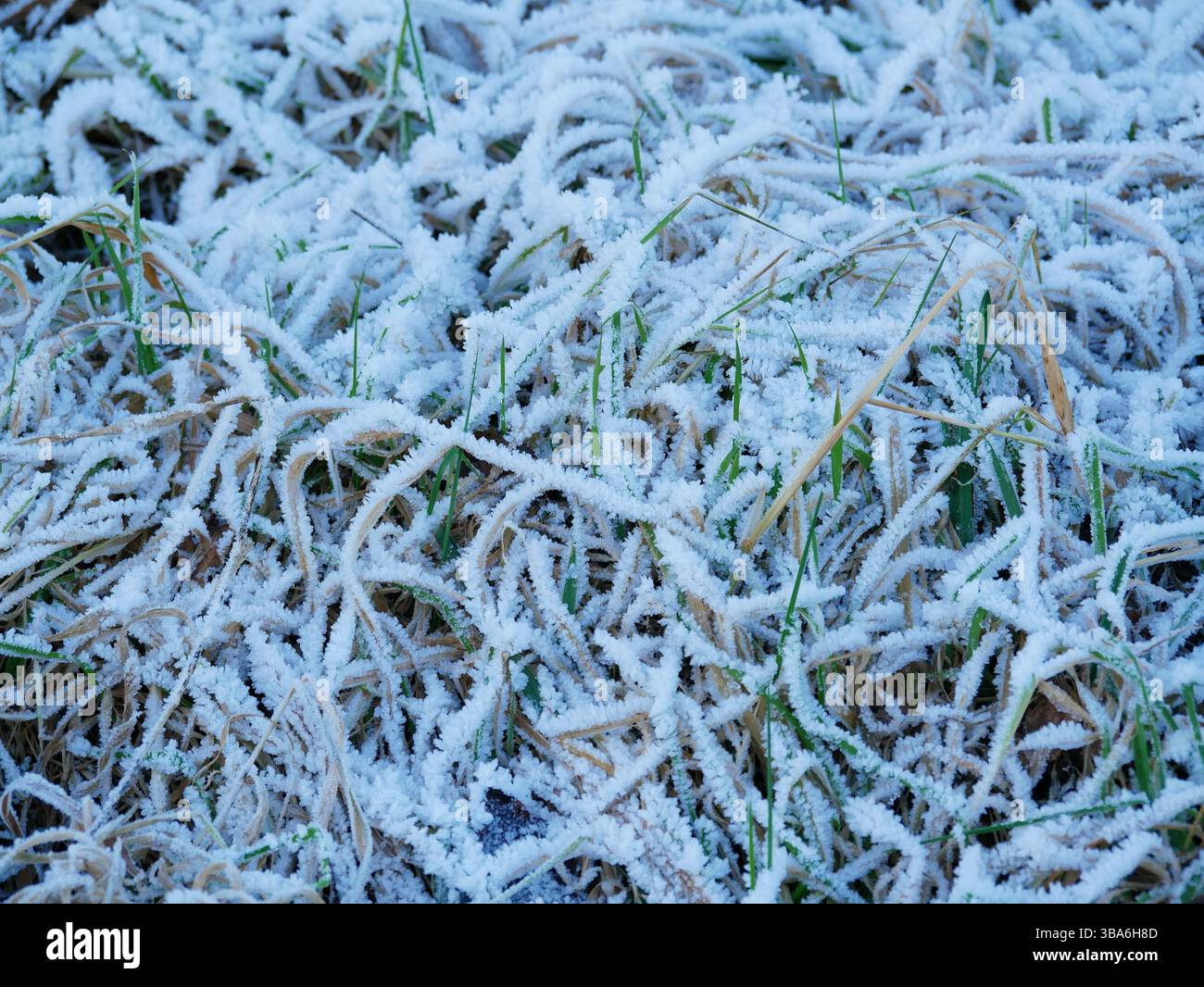 Hoarfrost coats plants with ice crystals, a magical transformation of ...