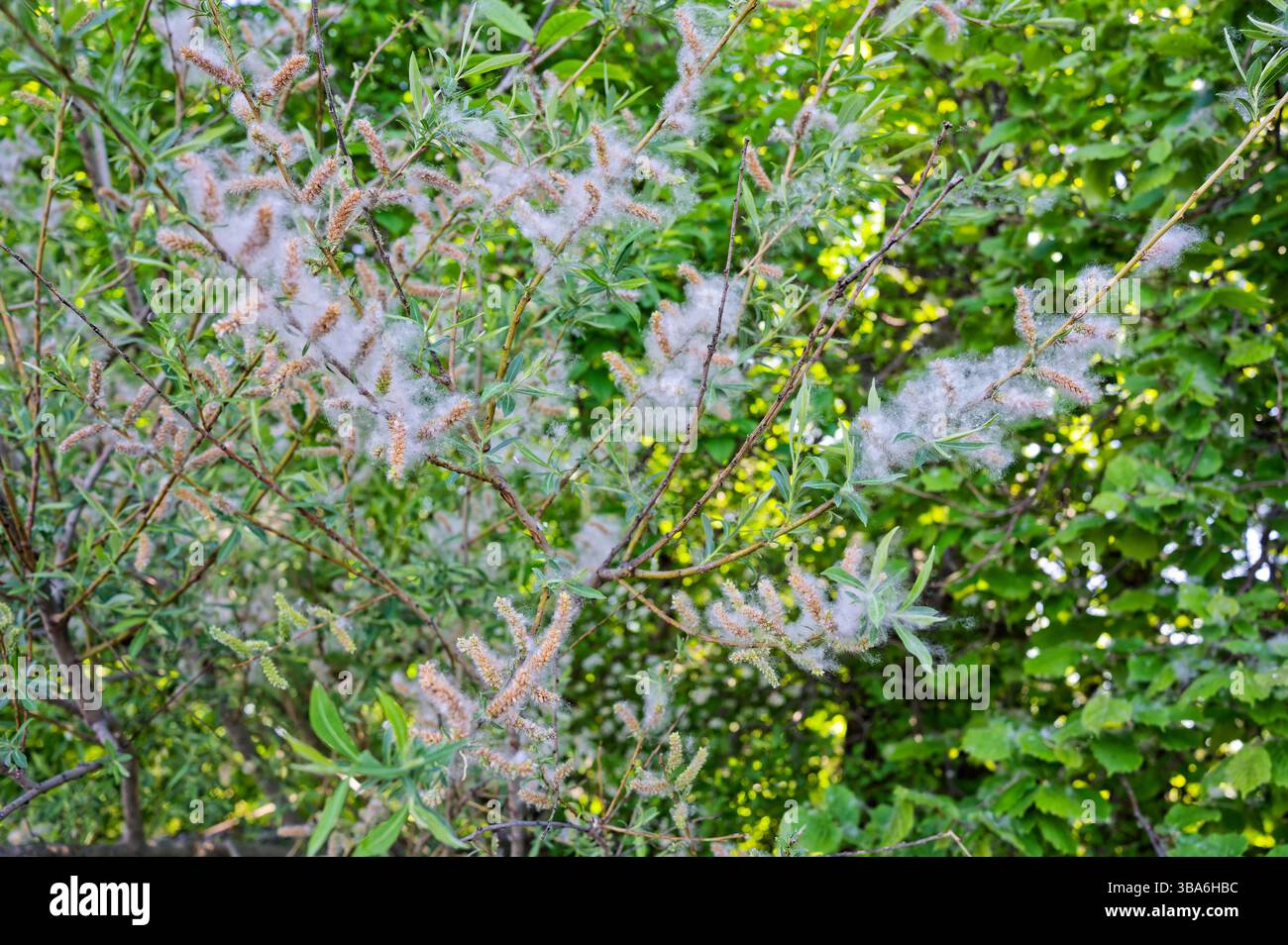 Frischer Schnee , Nein . Zum Abflug bereite Samen der Korb-Weide ...