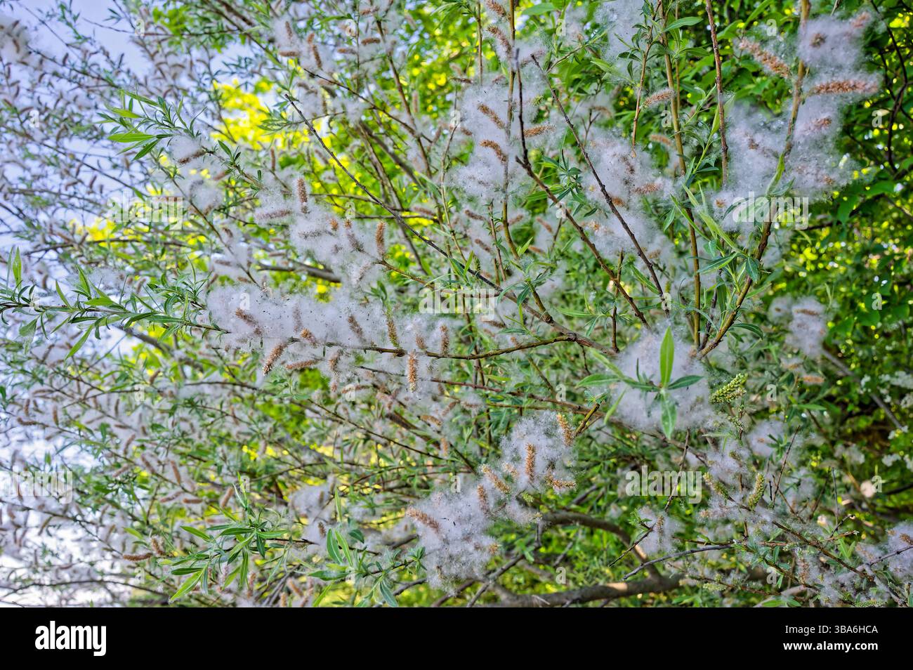 Frischer Schnee , Nein . Zum Abflug bereite Samen der Korb-Weide ...