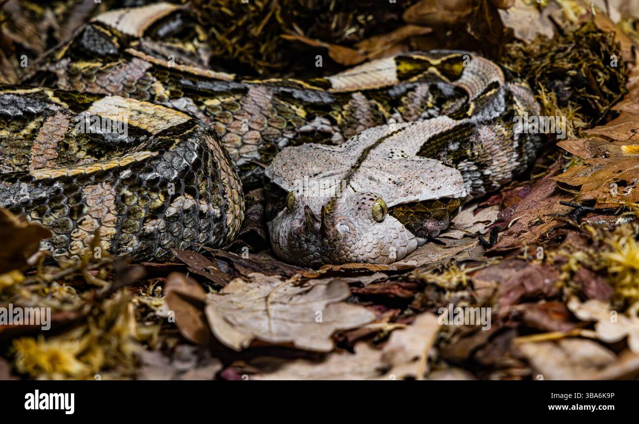 The Gaboon viper (Bitis gabonica), also called the Gaboon adder, is a ...