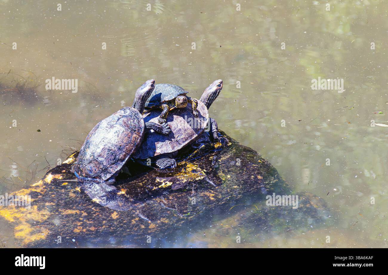 Water turtles sunbathe in the spring sun Stock Photo - Alamy