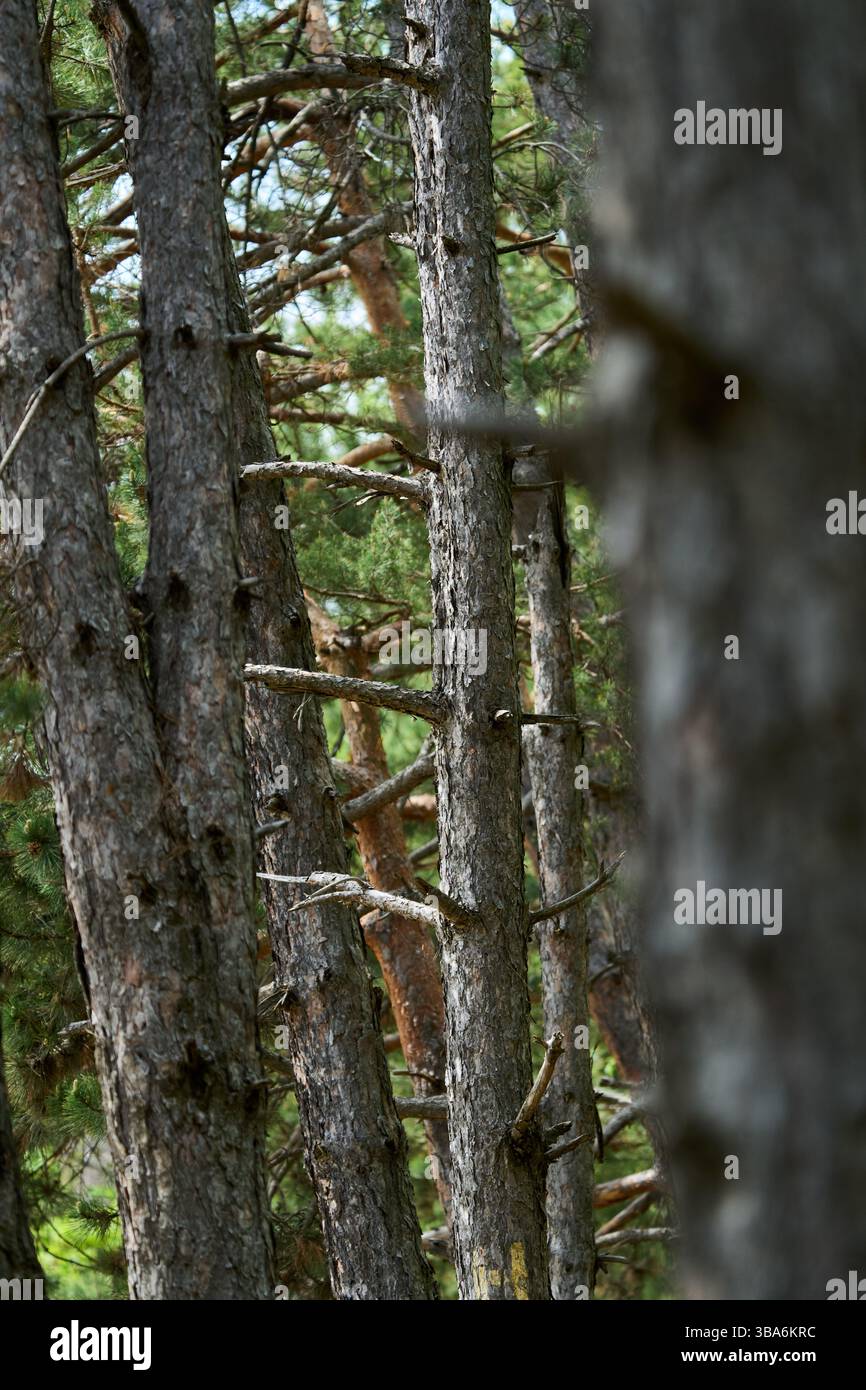 Tall scots pine trees (Pinus sylvestris) with rough bark and green ...