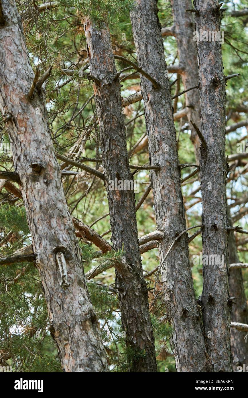Tall scots pine trees (Pinus sylvestris) with rough bark and green needles growing densely in a ...