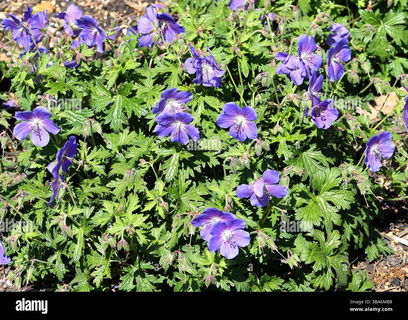 Geranium × johnsonii 'Johnson's Blue', Geraniaceae. Aka Cranesbill ...