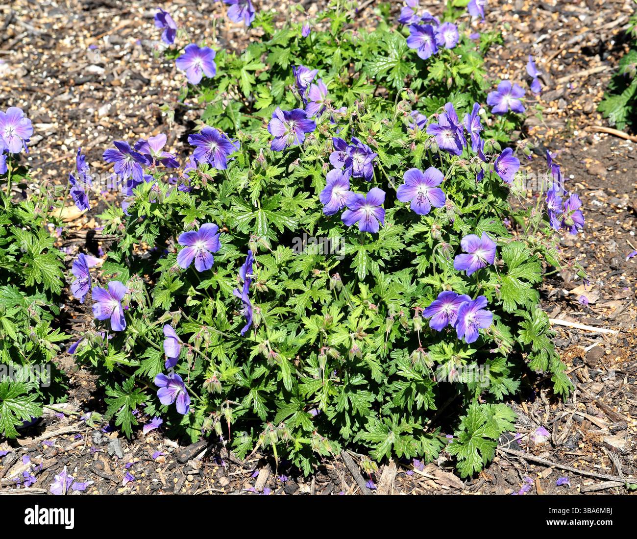 Geranium × johnsonii 'Johnson's Blue', Geraniaceae. Aka Cranesbill ...
