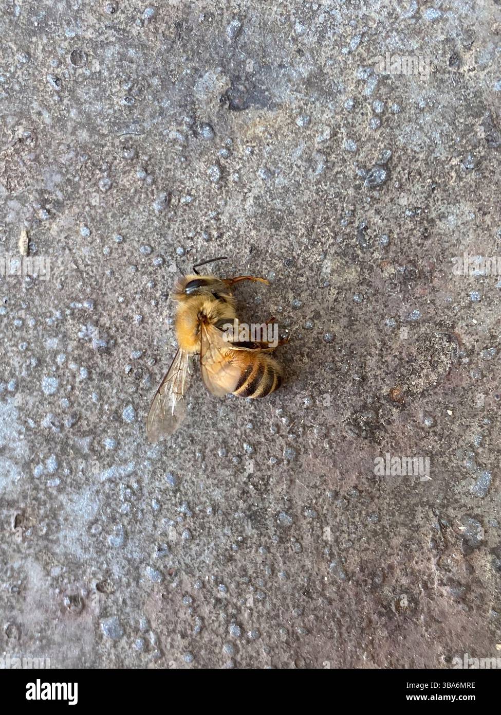 Bee on Concrete Surface Showcasing Detailed Anatomy and Texture with ...