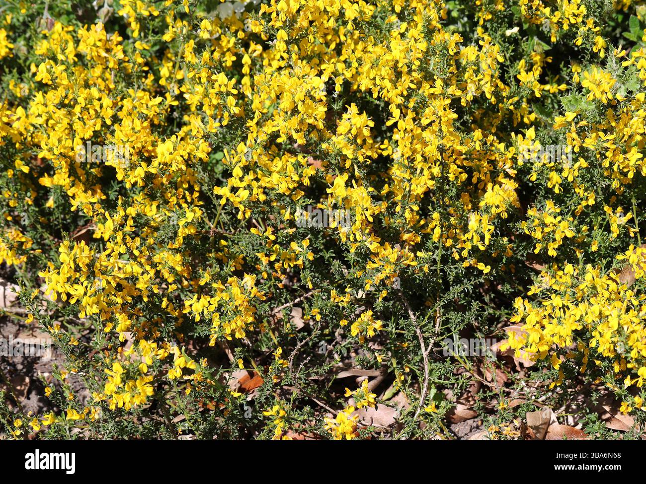 Silkyleaf hi-res stock photography and images - Alamy