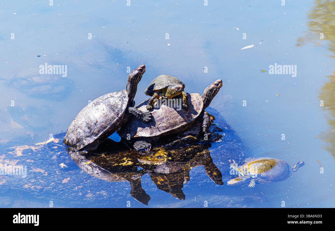 Freshwater turtles basking in sun hi-res stock photography and images ...