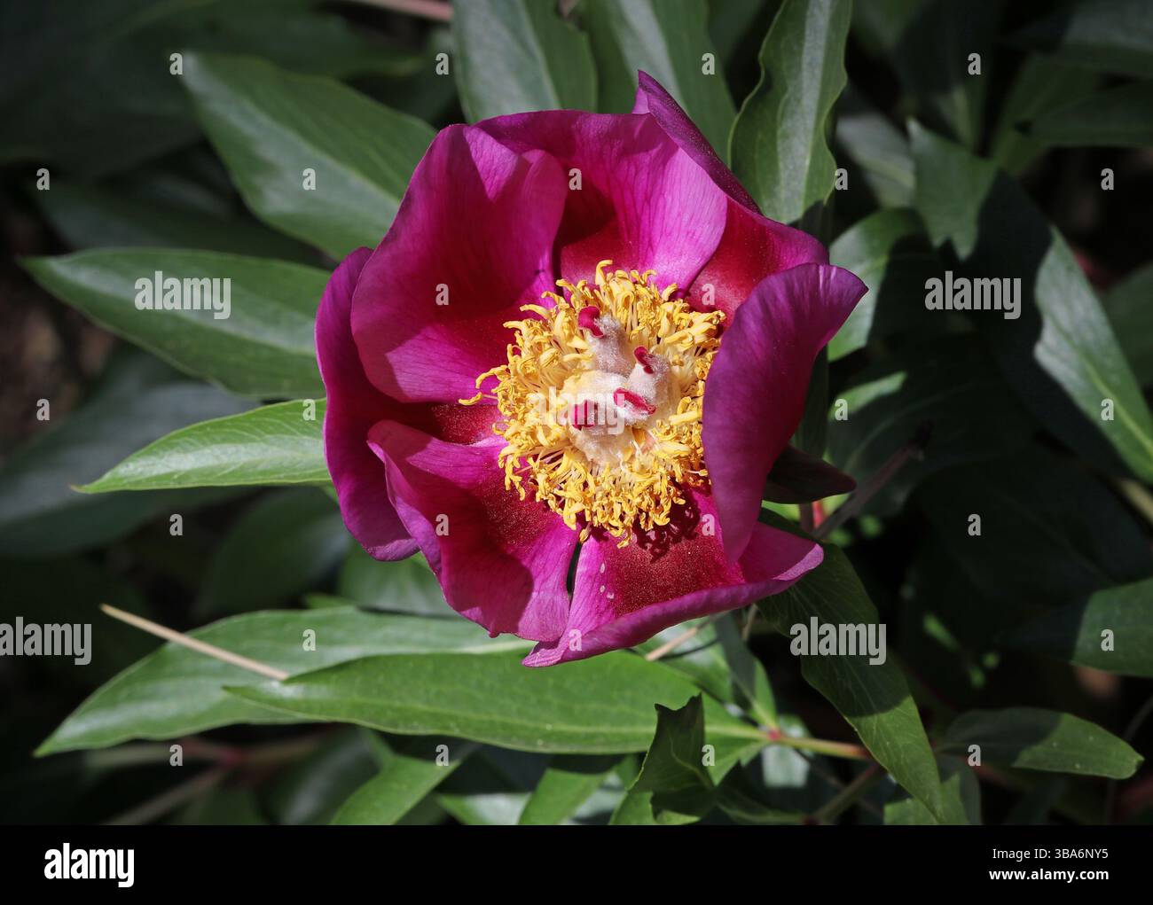 Rose of Alexandria, Paeonia broteri, Paeoniaceae. Portugal and Spain ...