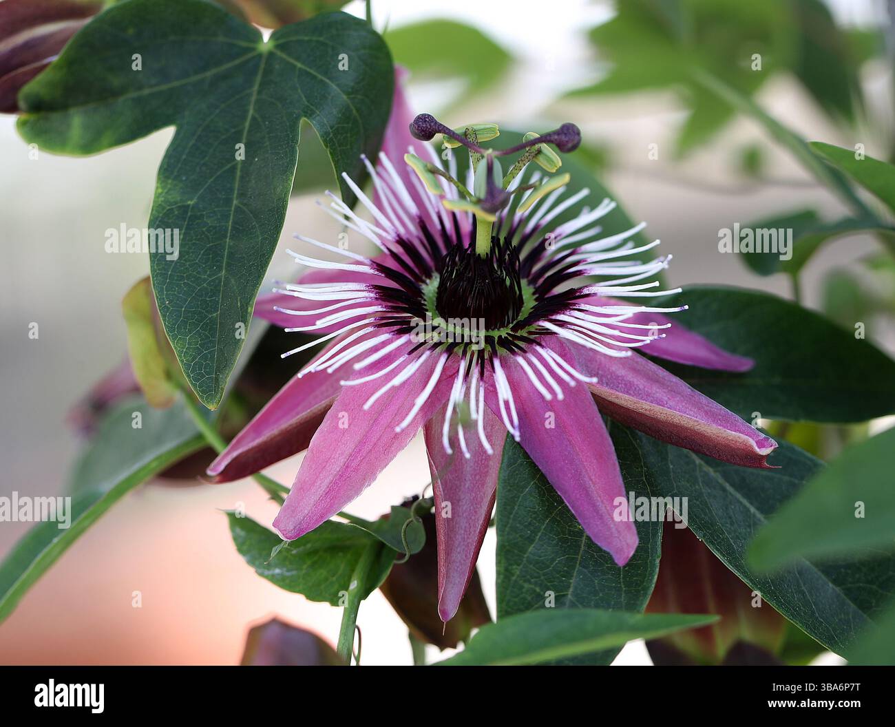Passion Flower, Passiflora "Eynsford Gem", Passifloraceae. Brazil ...