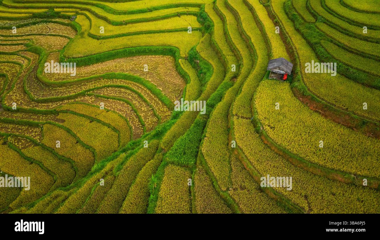 An aerial view of vibrant golden rice terraces curving across the hills ...