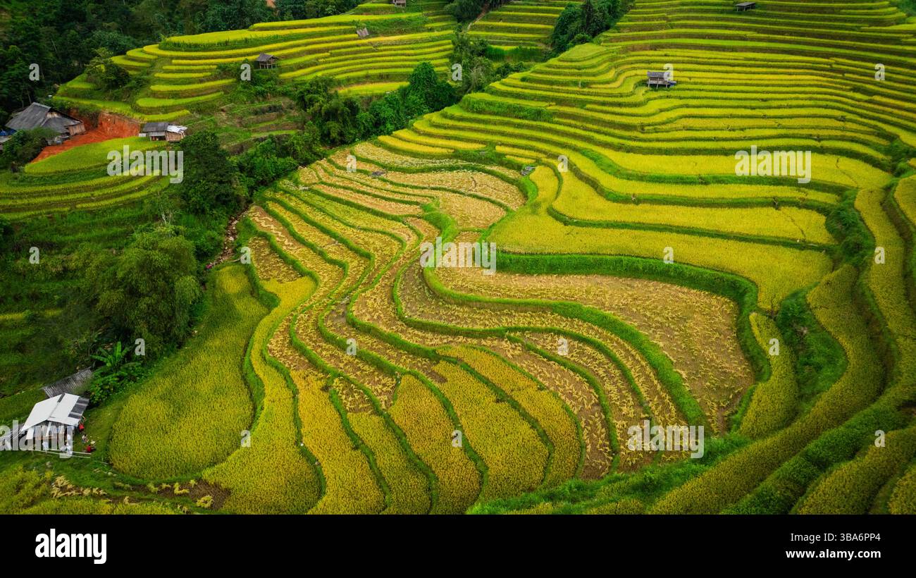 An aerial view of vibrant golden rice terraces curving across the hills ...