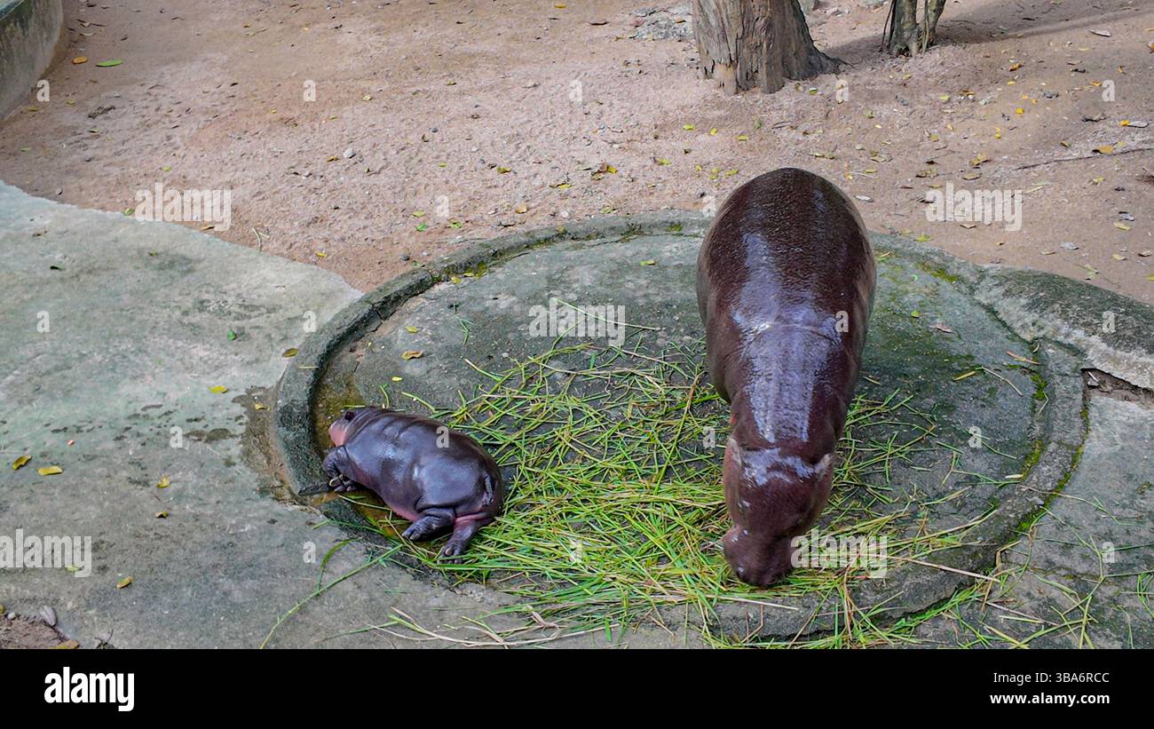 A baby hippo sleeping near its mother at Khao Kheow Zoo in Chonburi ...