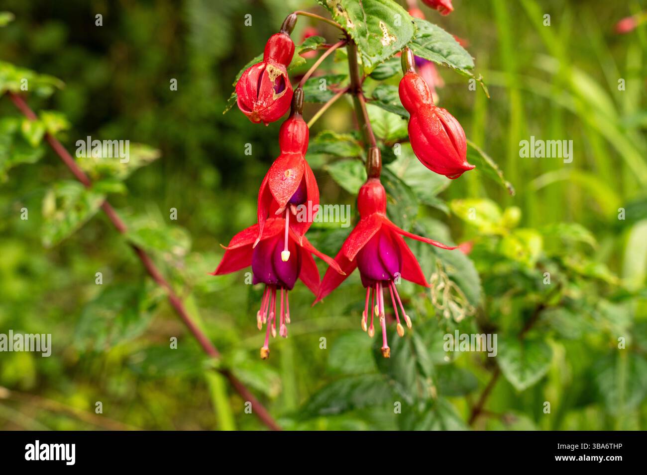 Fuchsia flowers in bloom in the high-altitude cloud forest of the ...