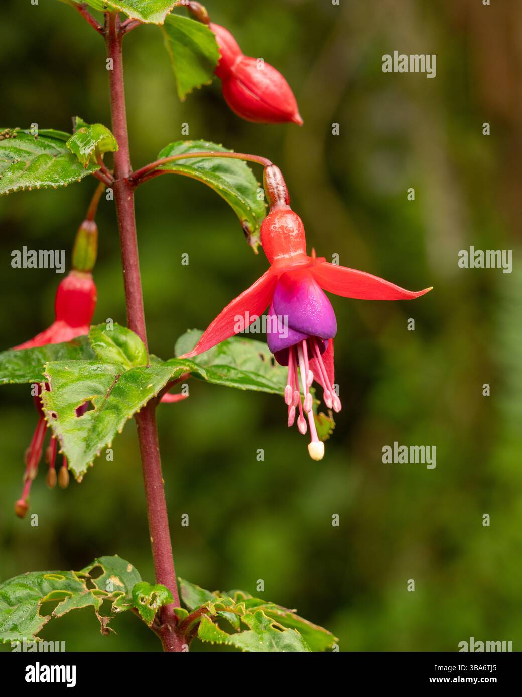 Fuchsia flowers in bloom in the high-altitude cloud forest of the ...