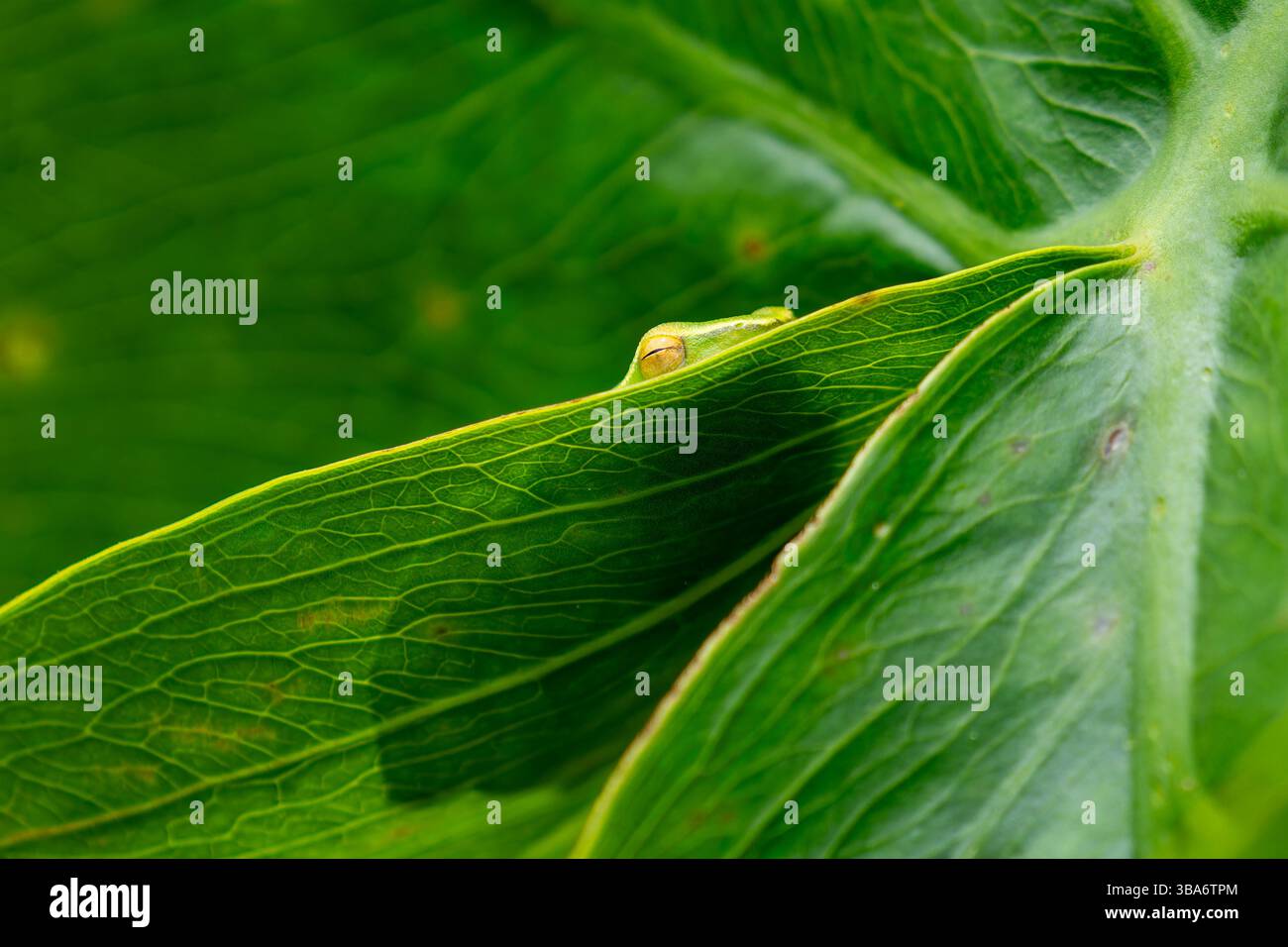 A Greater Hatchet-faced Treefrog, Sphaenorhynchus lacteus, asleep on a ...