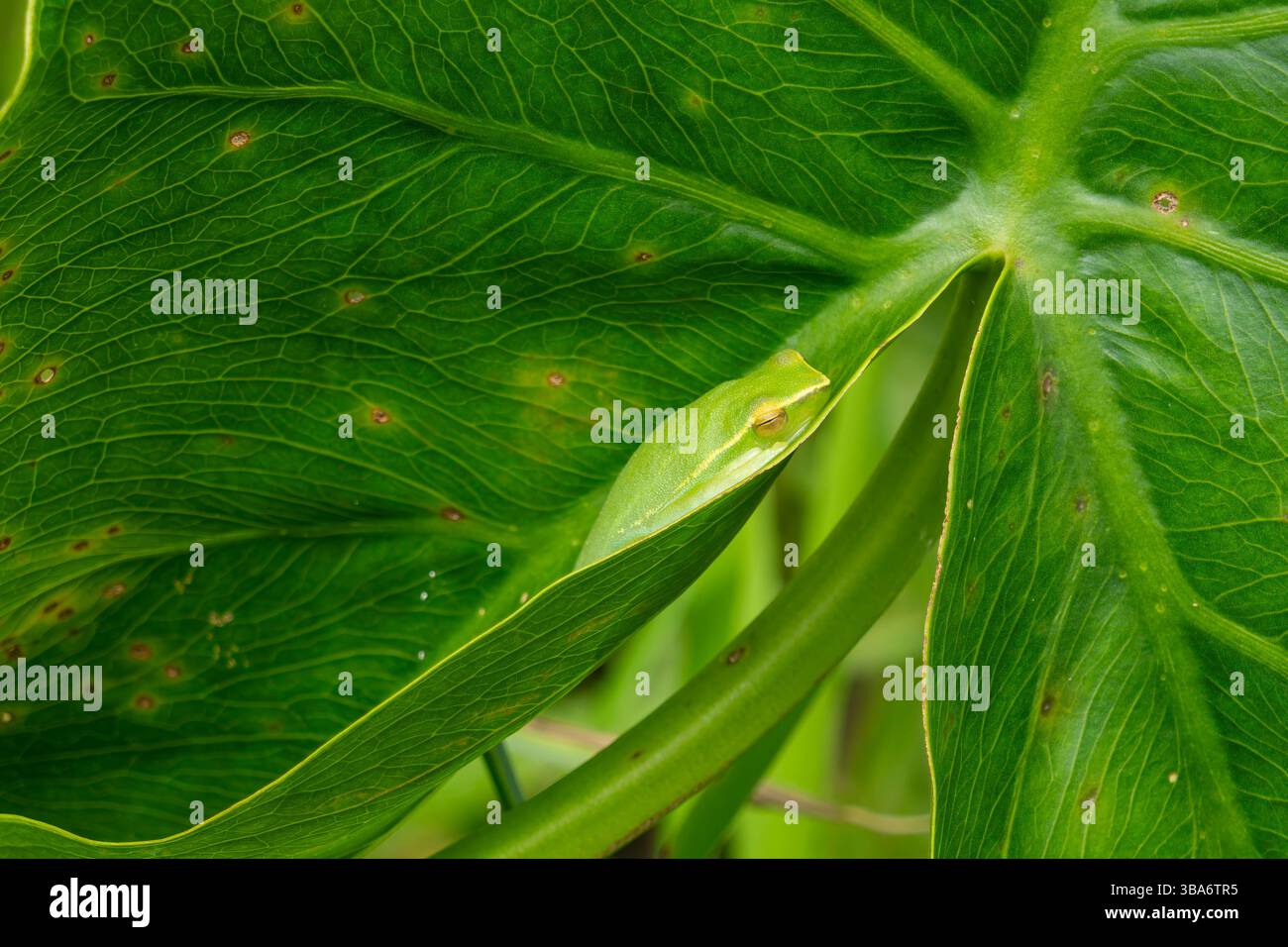 A Greater Hatchet-faced Treefrog, Sphaenorhynchus lacteus, asleep on a leaf in Yasuni National ...