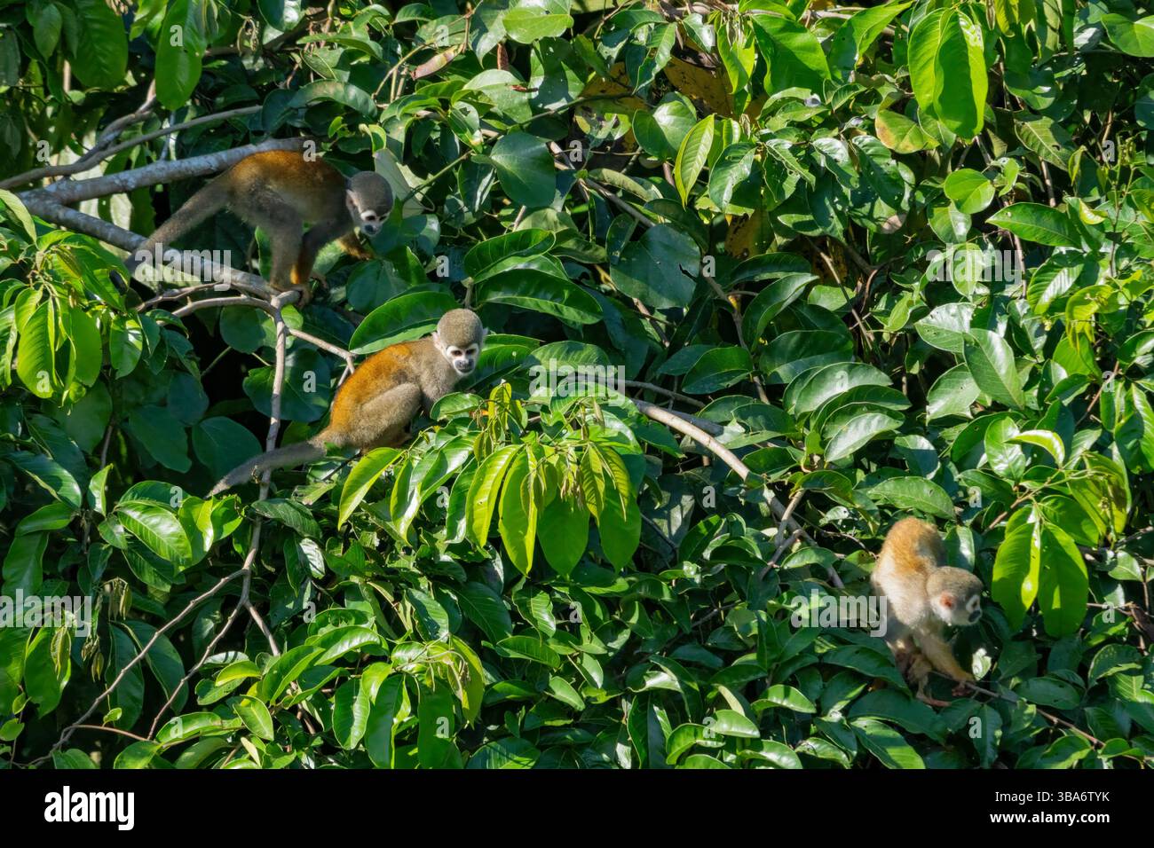 Ecuadorian Squirrel Monkeys, Saimiri cassiquiarensis macrodon, in the ...
