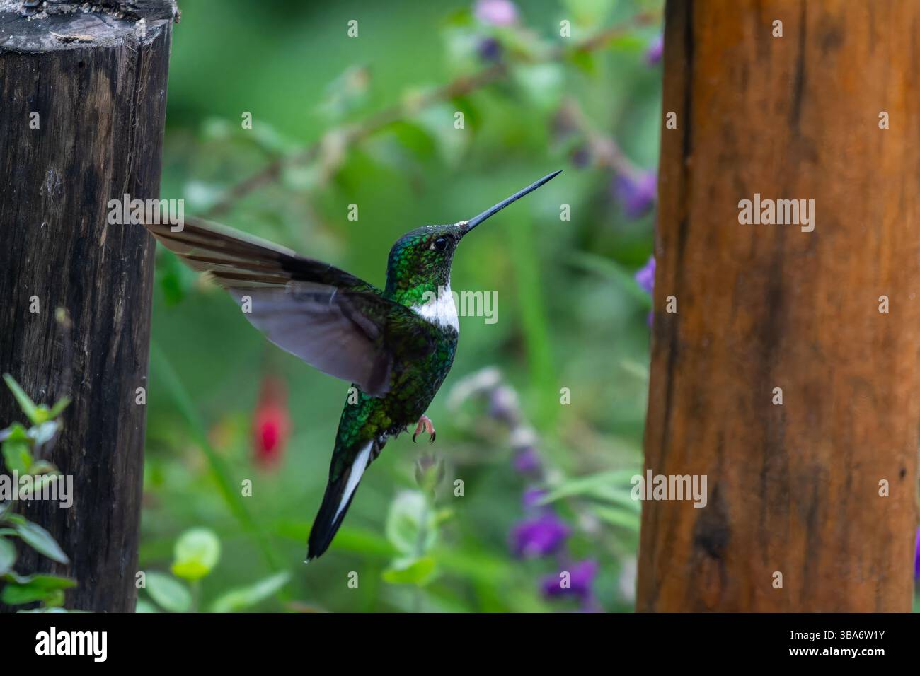 A Collared Inca hummingbird, Coeligena torquata, in flight in the Zuro ...