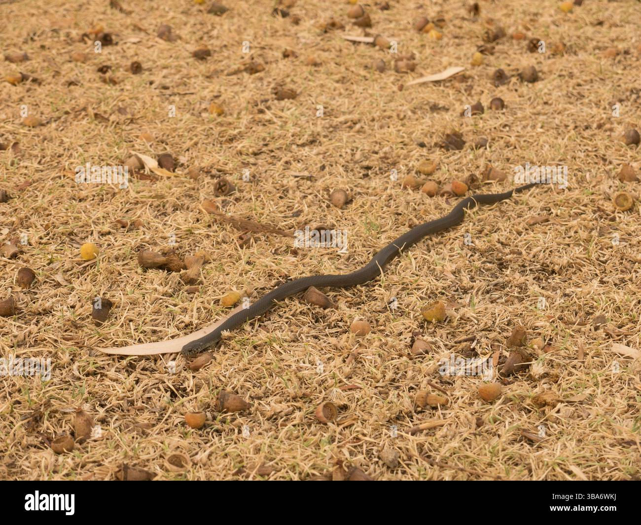 Tiger snake hi-res stock photography and images - Alamy