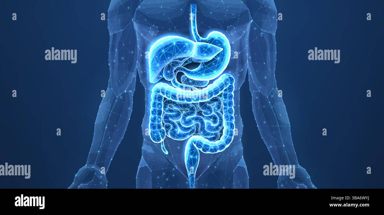 Abstract wireframe intestinal human digestive system. Gut health, bowel ...