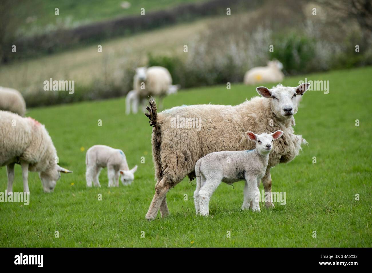 Spring lambs with their mothers on 12th April 2025 in Bucknell, United ...
