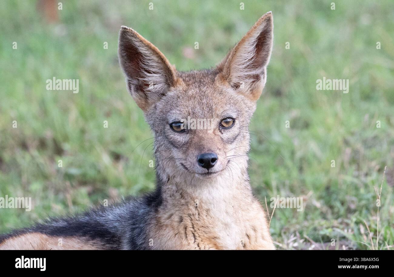 Portrait of a black-backed jackal (Canis mesomelas), sometimes known as the silver-backed jackal ...