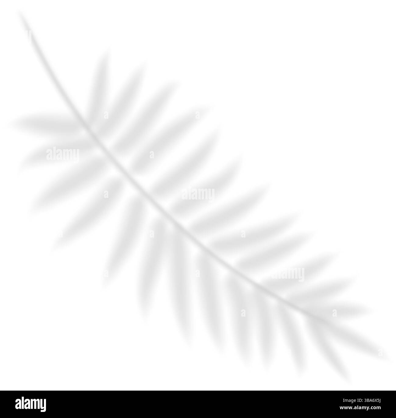 Realistic transparent shadow of a fern leaf. The shadow overlay effect ...
