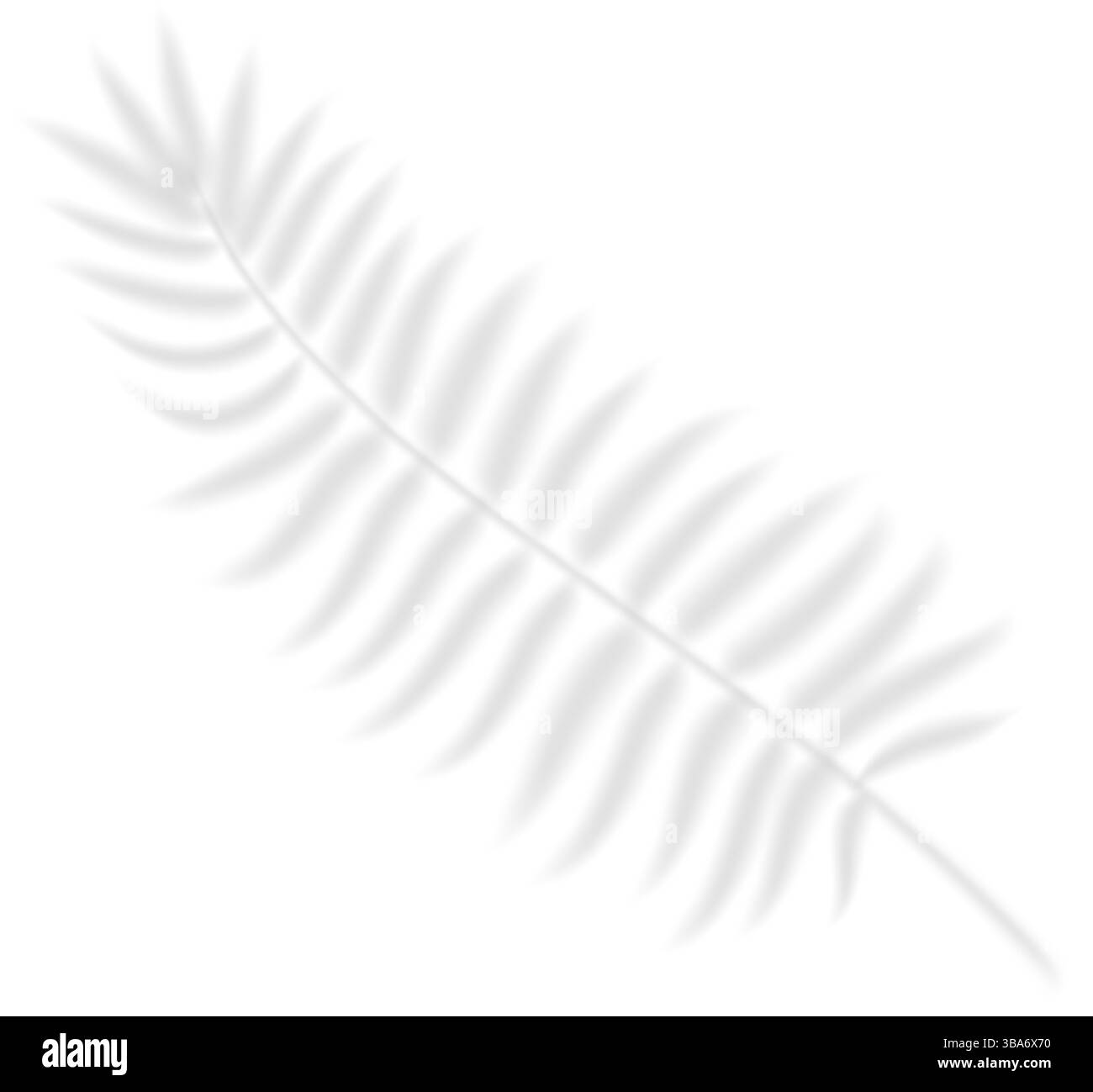 The transparent shadow overlay effect fern leaf. Realistic transparent ...