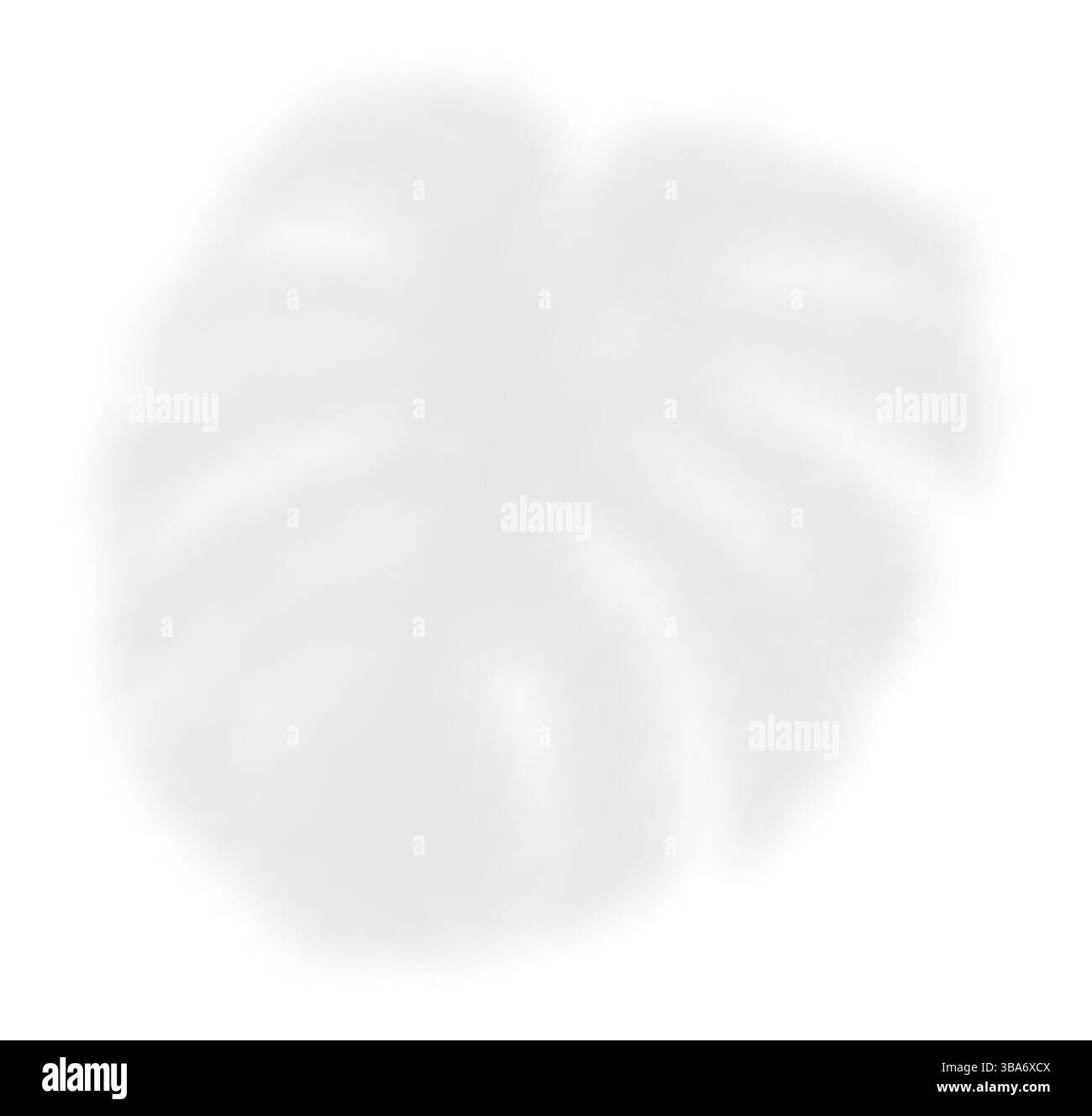 The transparent shadow overlay effect monstera leaf. Realistic ...