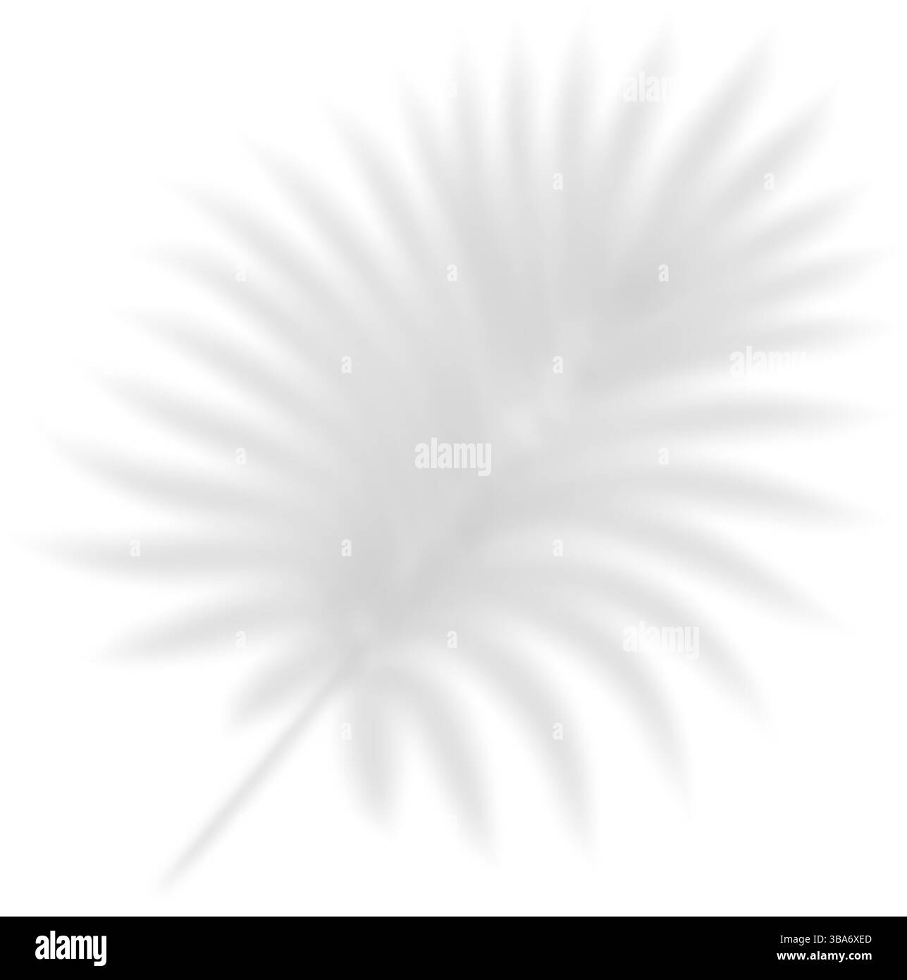 The transparent shadow overlay effect tropic leaf. Realistic ...