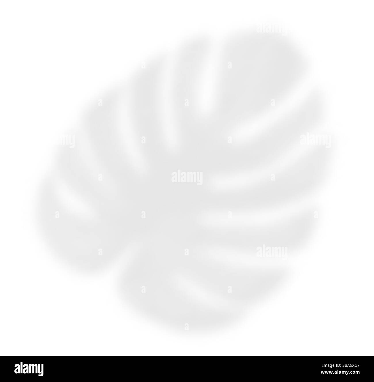 The transparent shadow overlay effect monstera leaf. Realistic ...