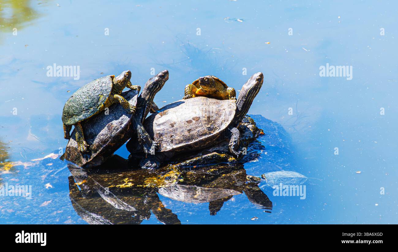 Freshwater turtles basking in sun hi-res stock photography and images ...