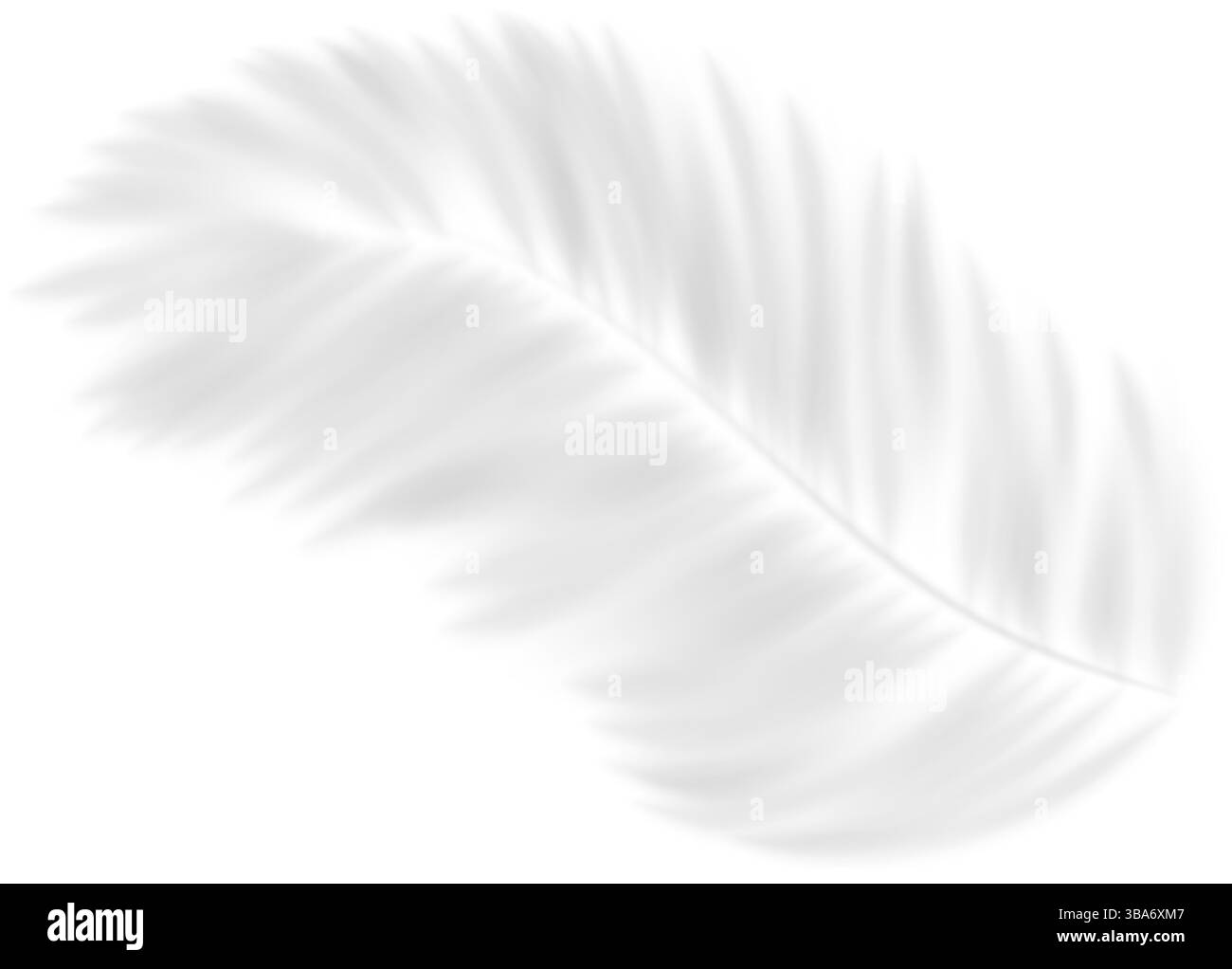 Realistic transparent shadow of a coconut leaf. The shadow overlay ...