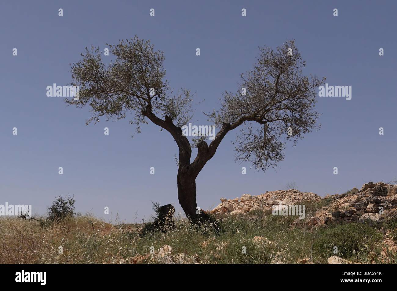 A burned olive tree stands in the outskirts of the Israeli Oz Zion ...