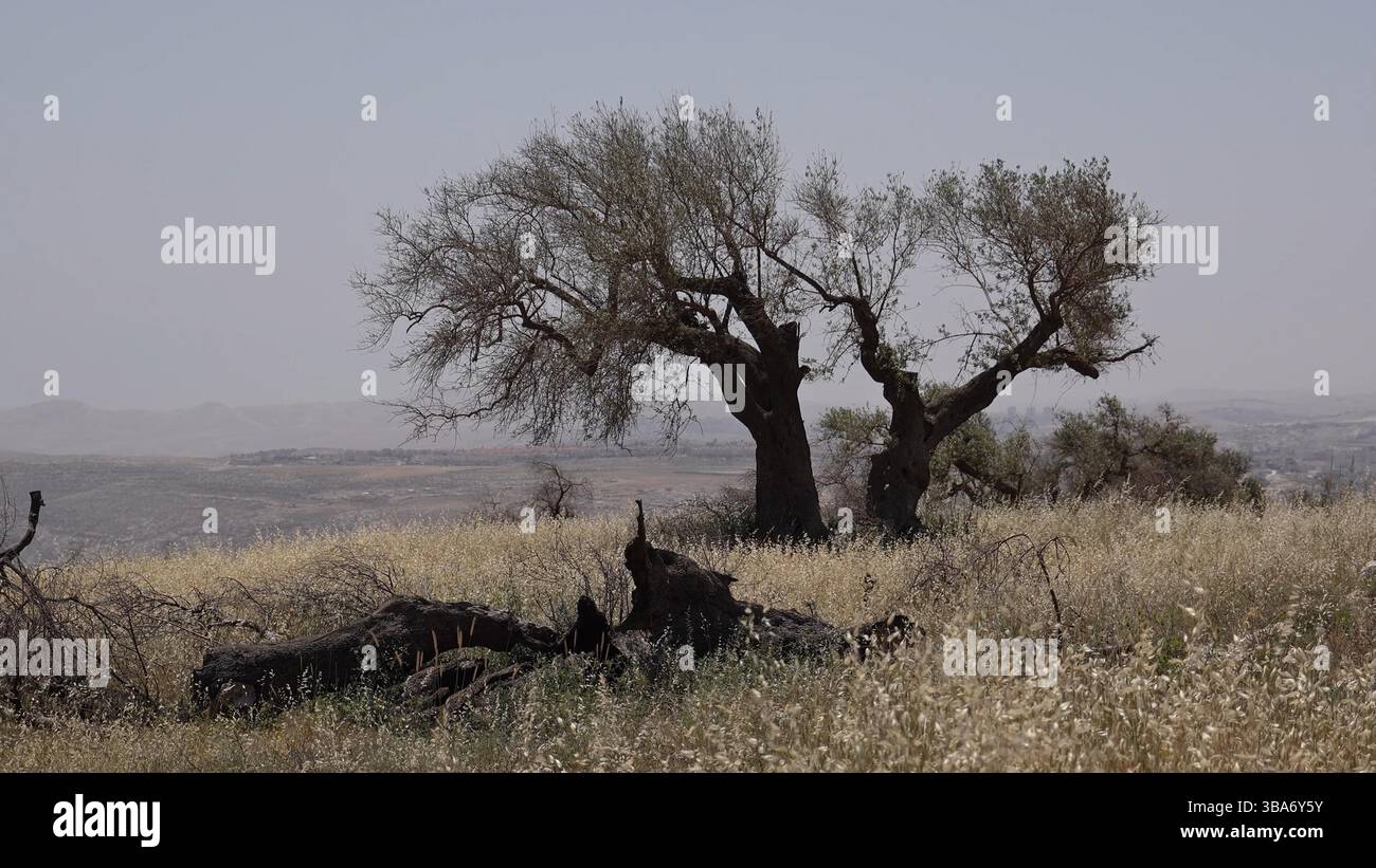 A burned olive tree stands in the outskirts of the Israeli Oz Zion ...