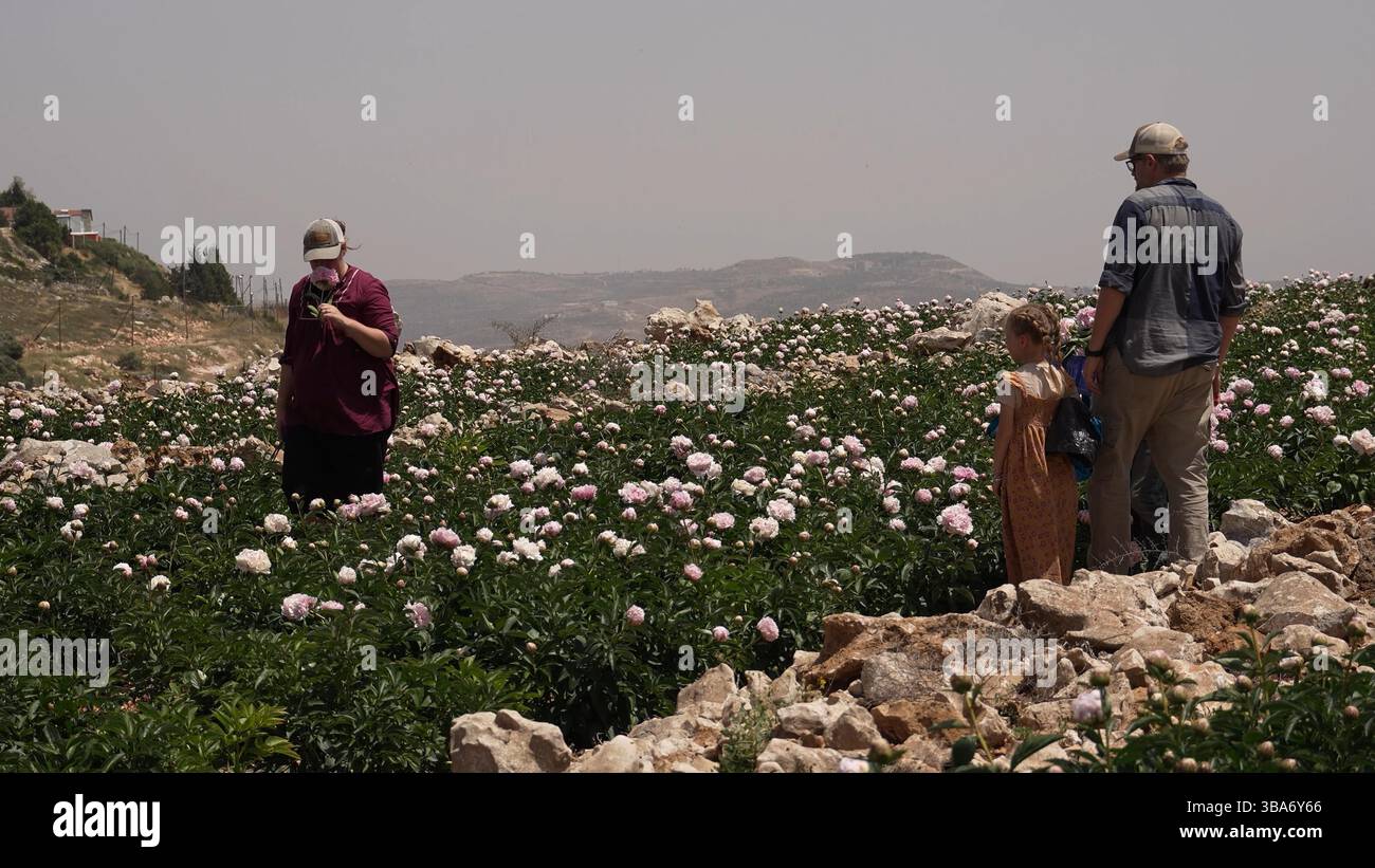 Christian volunteers from United States pick flowers at an Israeli farm ...