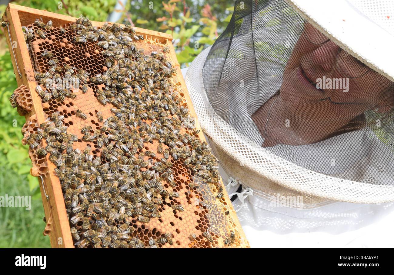 08 May 2025, Saxony, Pegau: Hobby beekeeper Andrea Auster checks the ...