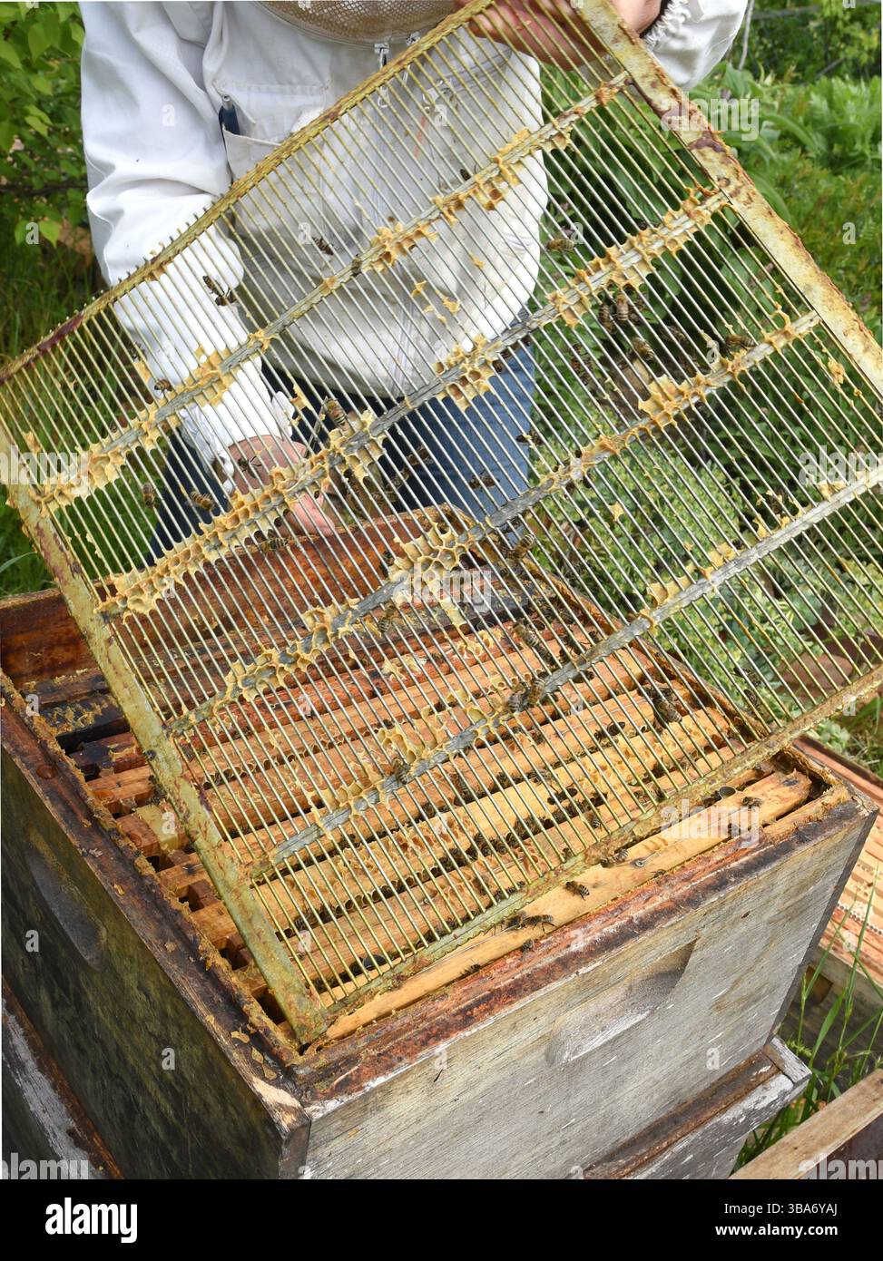 08 May 2025, Saxony, Pegau: Hobby beekeeper Andrea Auster checks the ...