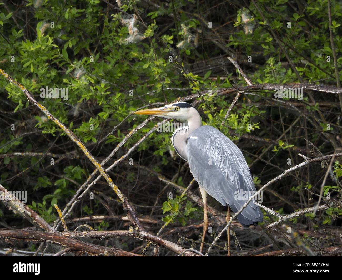 Grey heron natural habitat hi-res stock photography and images - Alamy