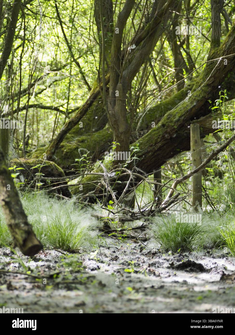 Riparian forest habitat hi-res stock photography and images - Alamy